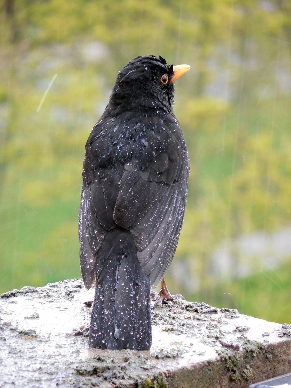 Blackbird Bird Songbird - Free photo on Pixabay
