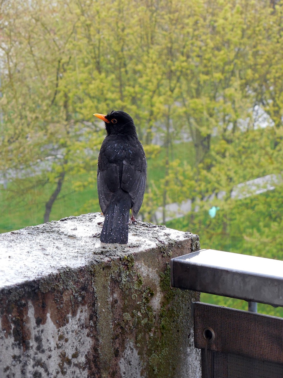 Blackbird Bird Songbird - Free photo on Pixabay - Pixabay
