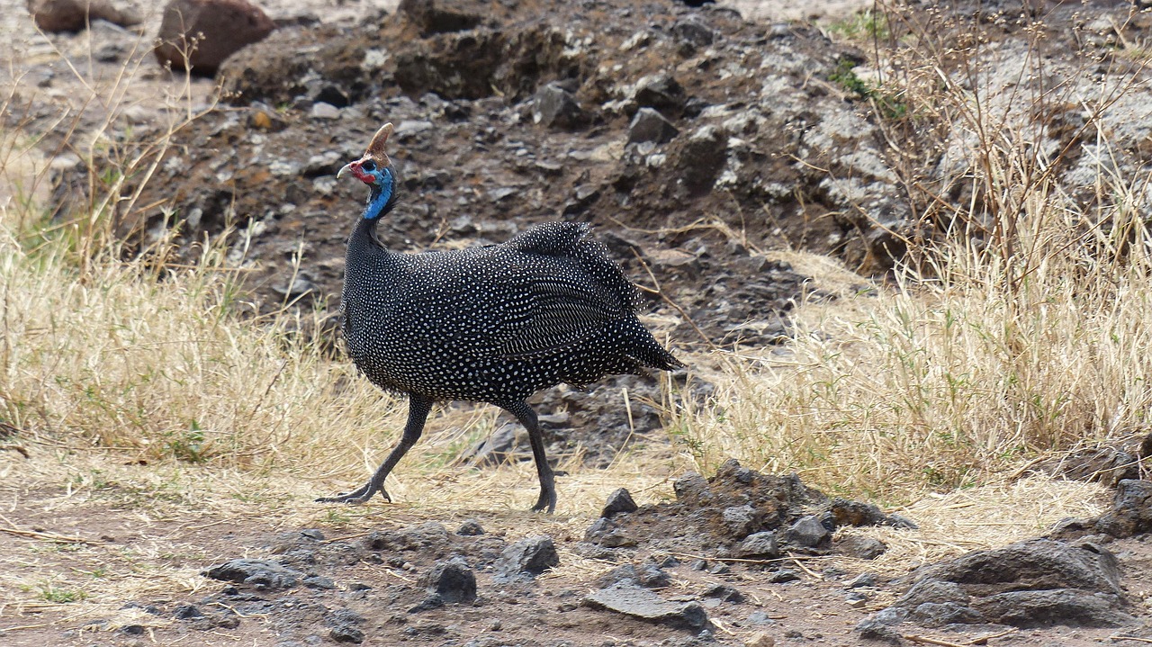 80+ Free Guinea Fowl & Bird Images - Pixabay