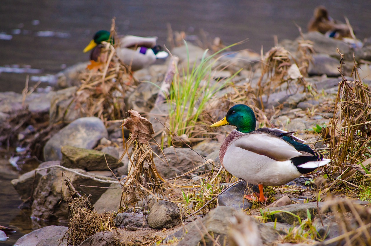 Pato Río Agua - Foto gratis en Pixabay - Pixabay