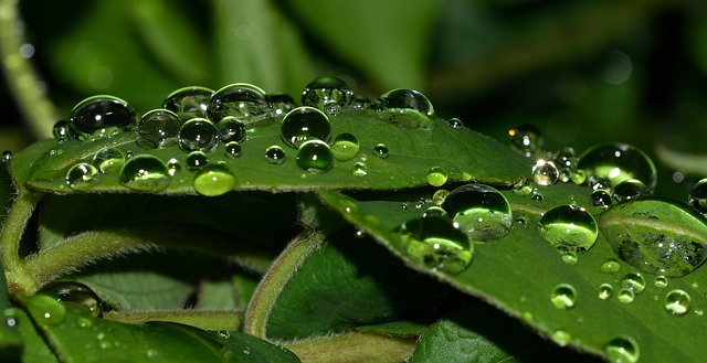 La Nature L'Eau Gouttes - Photo gratuite sur Pixabay - Pixabay