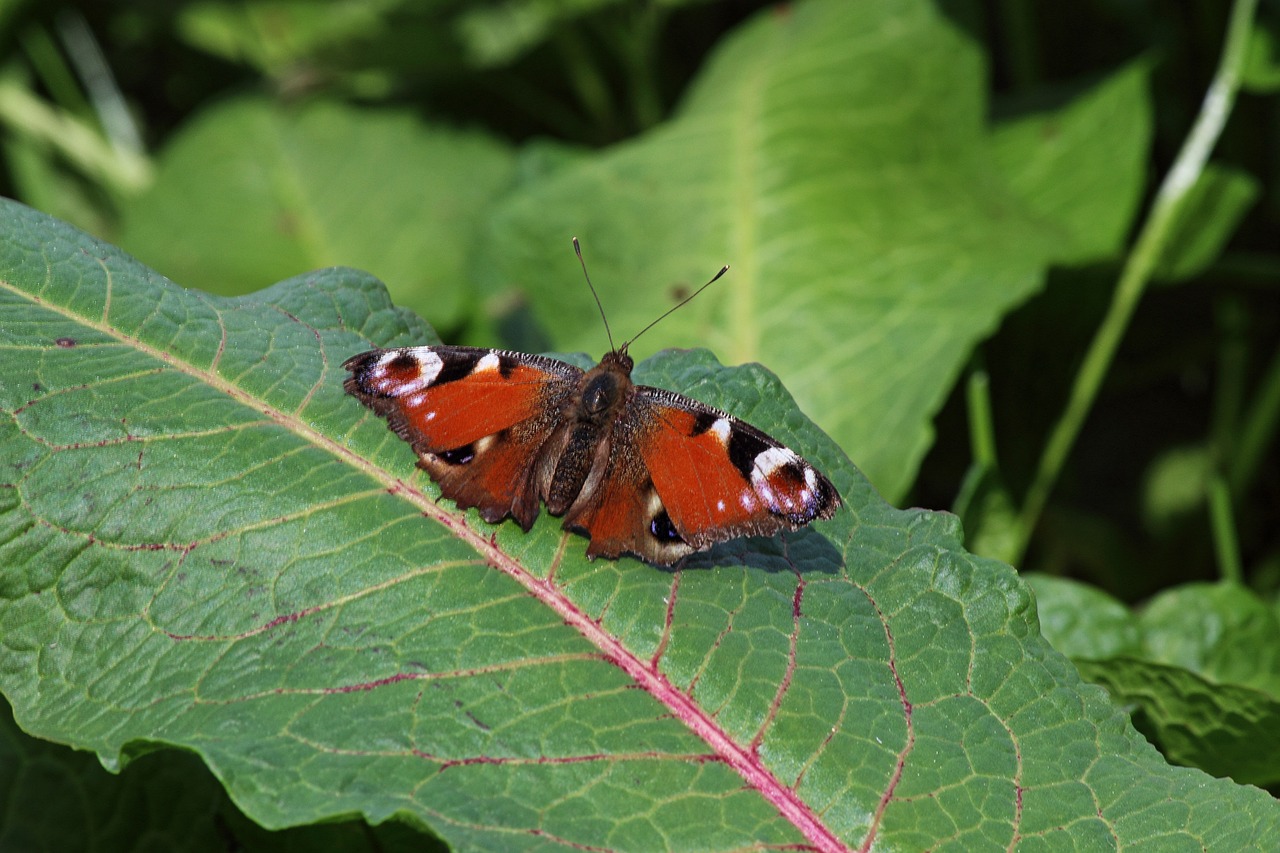 Butterfly Spring Sun - Free photo on Pixabay - Pixabay