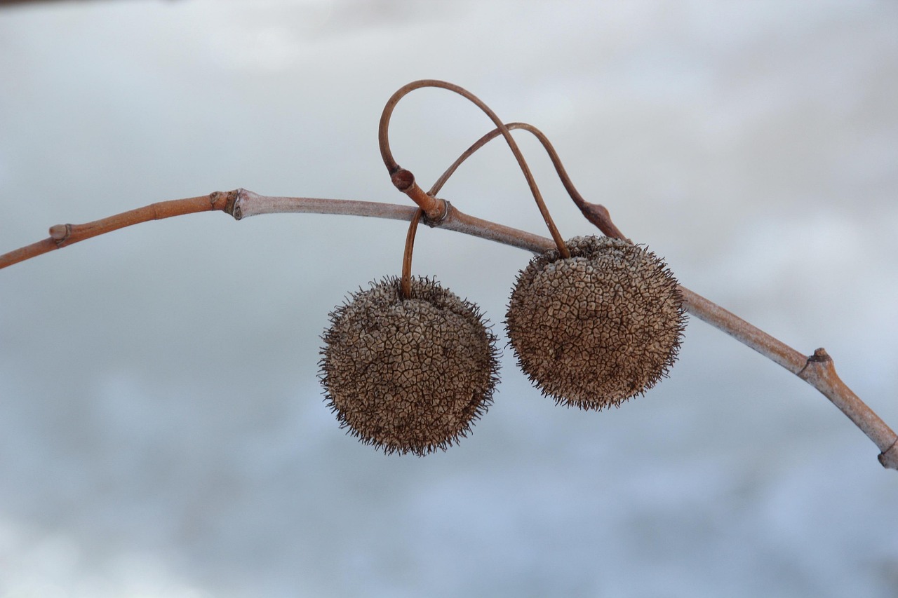 Butter Balls Nuts Seeds - Free photo on Pixabay - Pixabay
