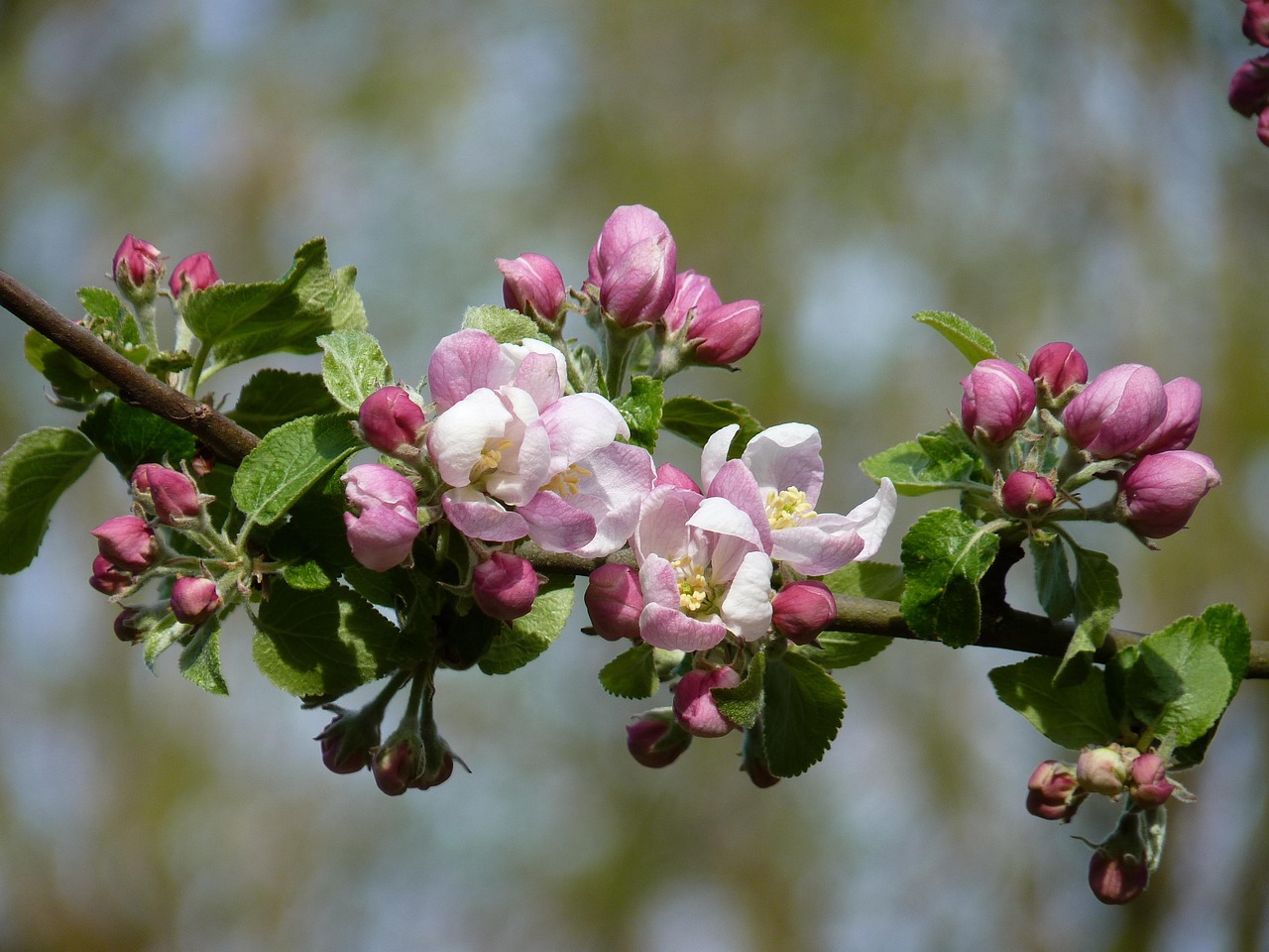 Flor Manzana Primavera De - Foto gratis en Pixabay