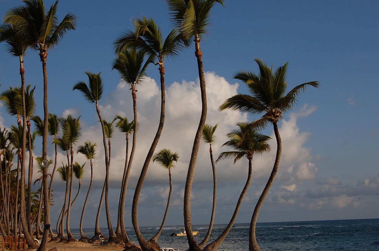 9,000+ Free Tejido De Puntas & Punta Cana Images - Pixabay