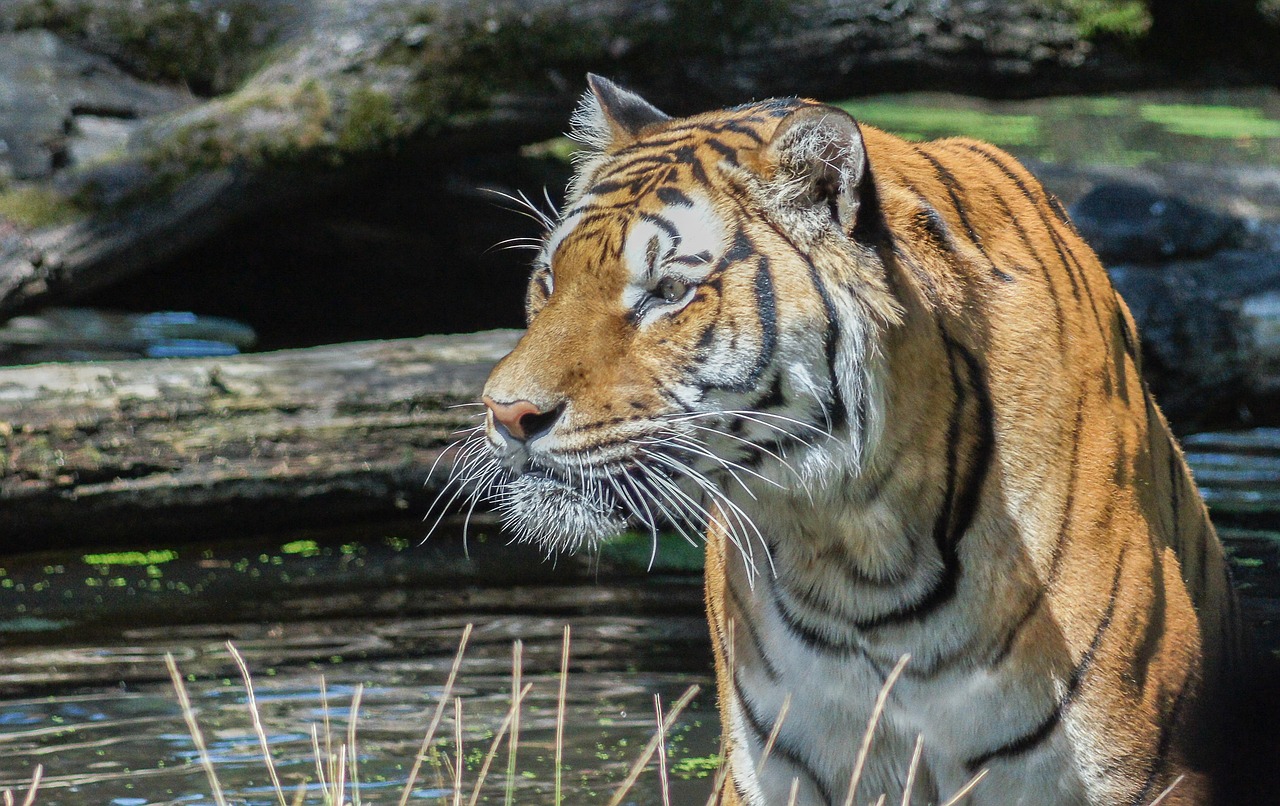 Tigre Région Sauvage Parc Du - Photo gratuite sur Pixabay - Pixabay