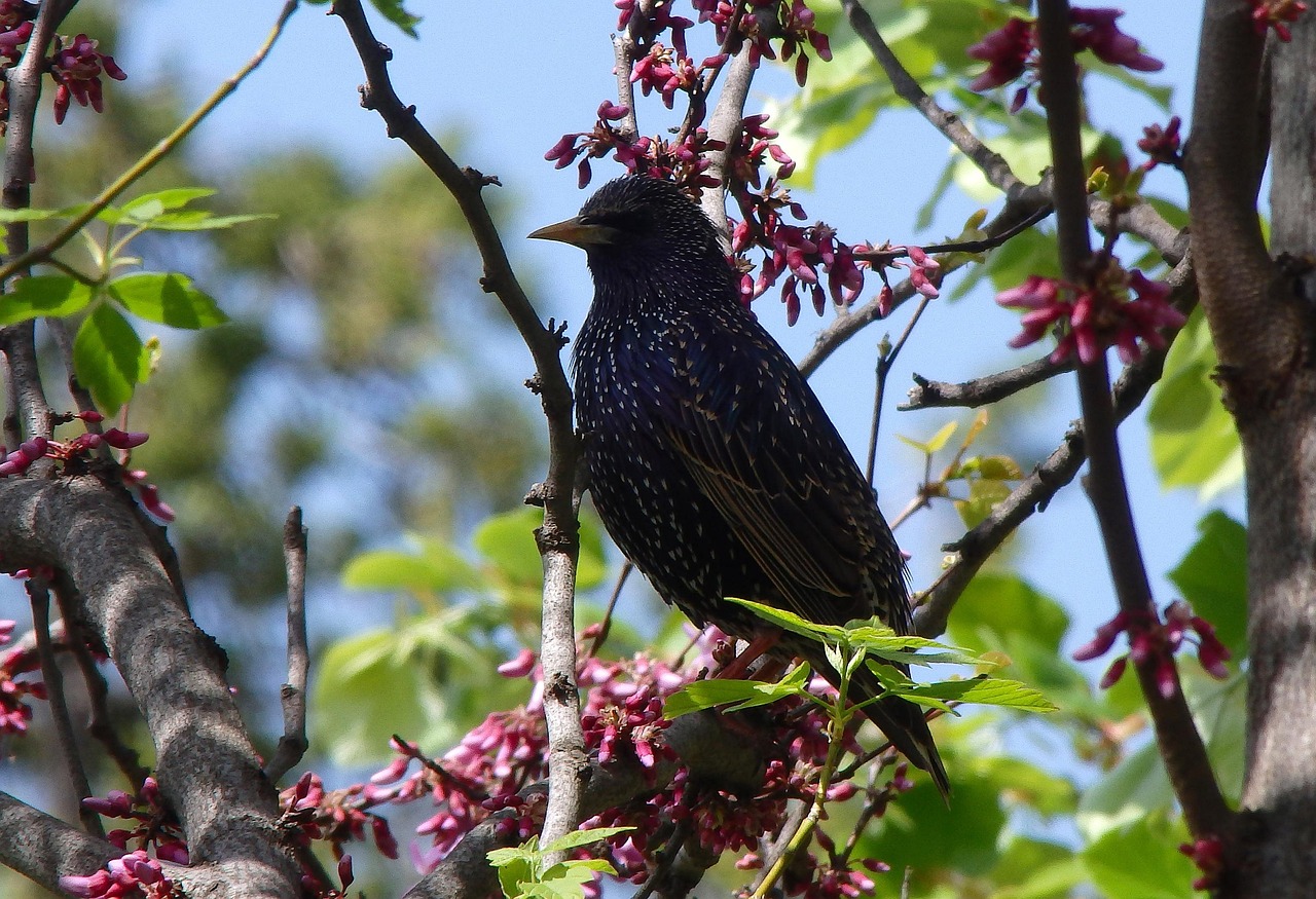 Blackbird Bird Nature - Free photo on Pixabay - Pixabay