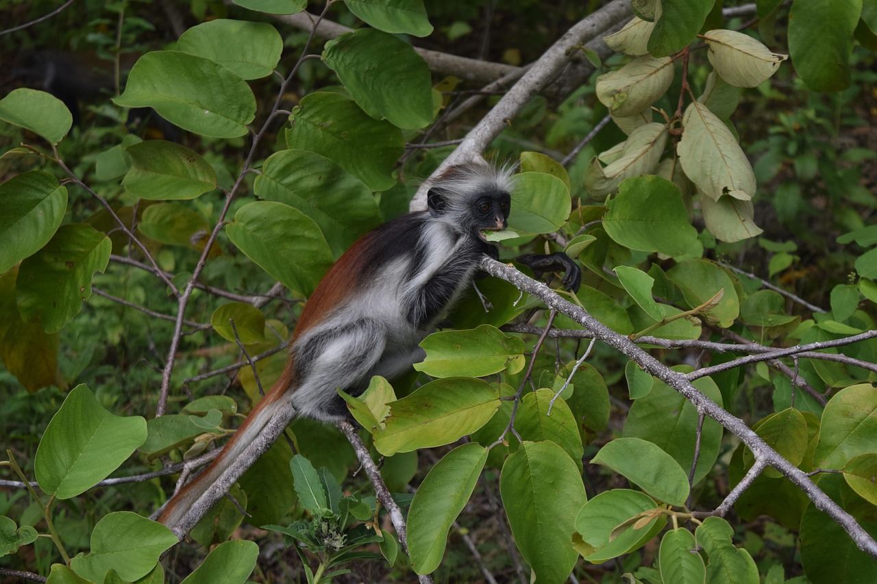 Endemic Monkey Zanzibar Red - Free photo on Pixabay - Pixabay