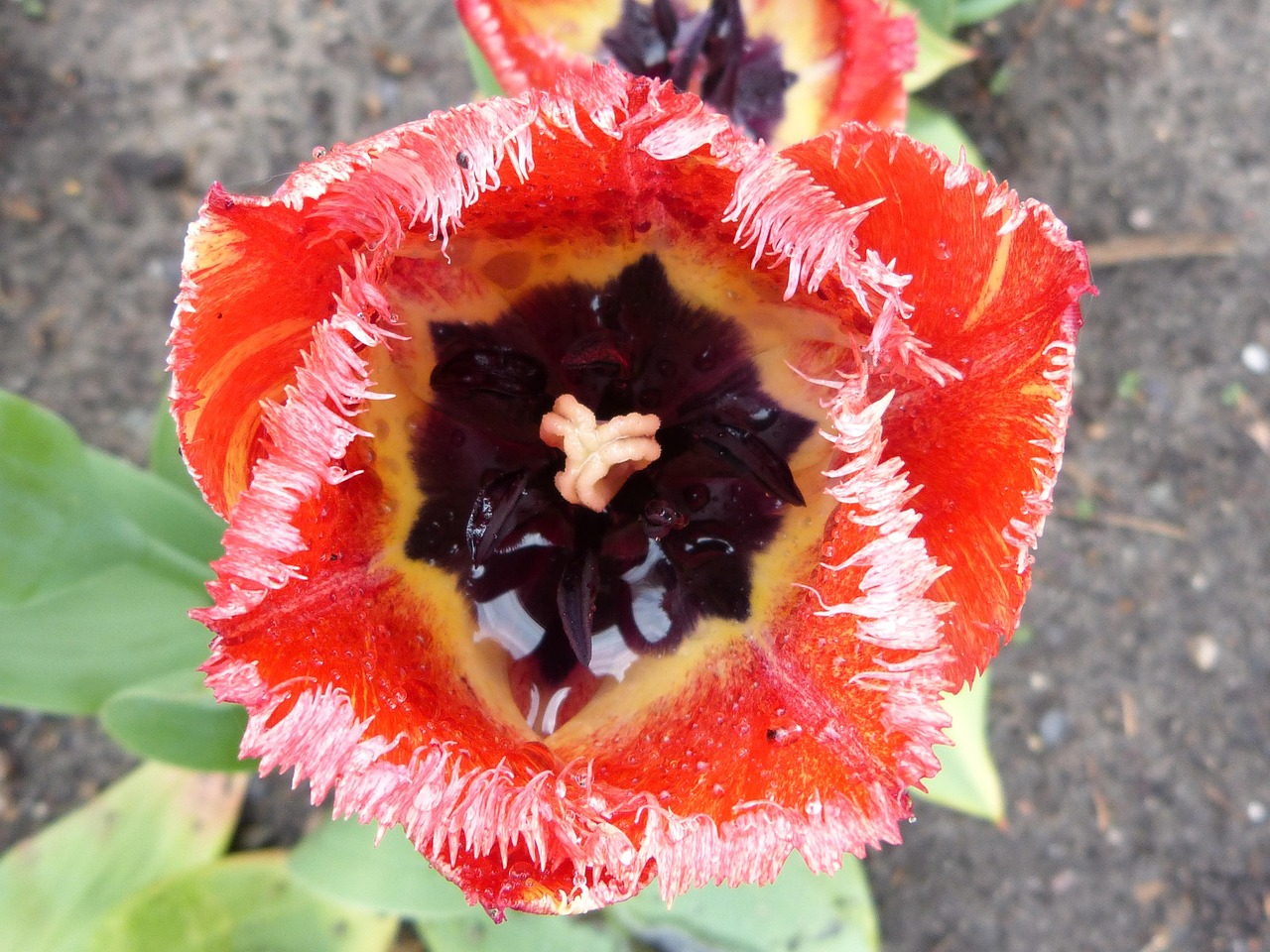 Tulipanes Lluvia Amarillo - Foto gratis en Pixabay - Pixabay