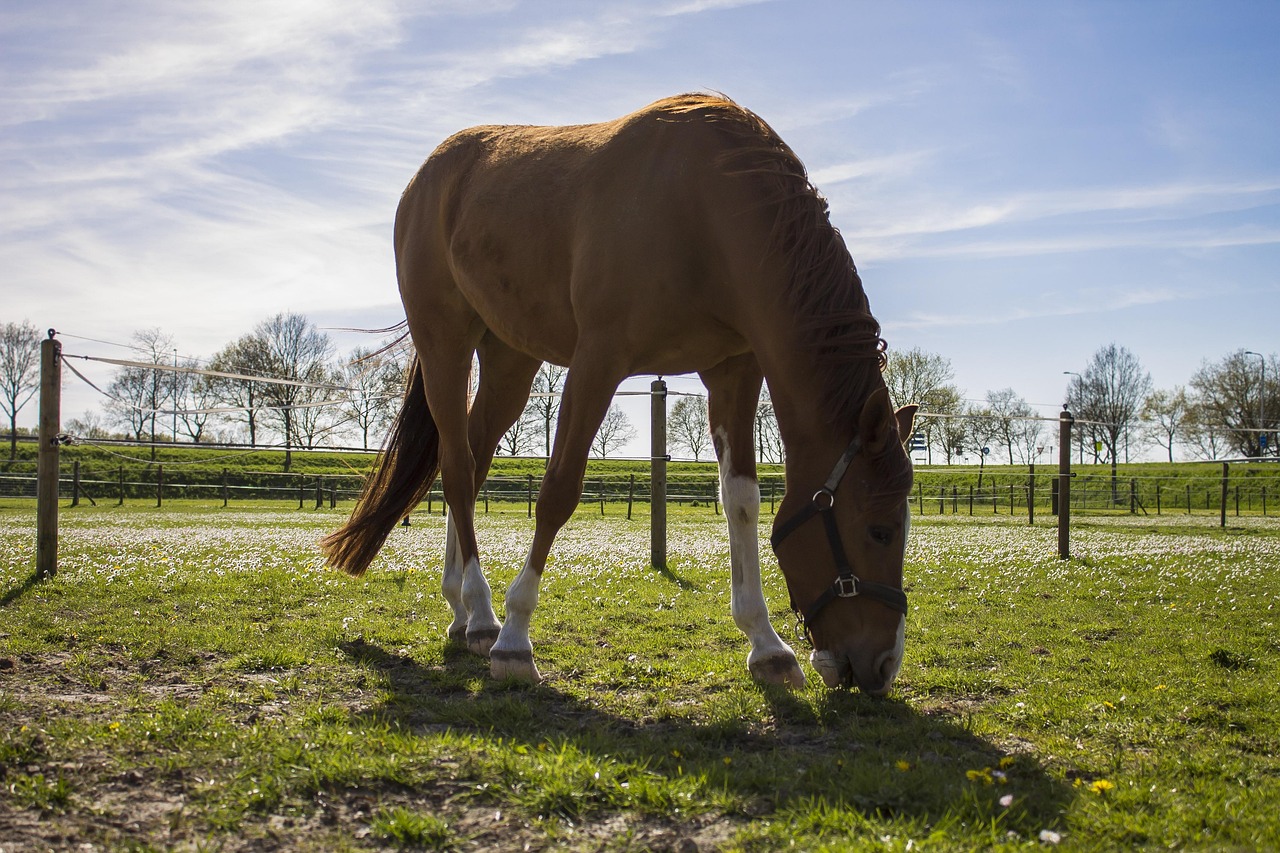 Caballo Primavera Marrón Cielo - Foto gratis en Pixabay - Pixabay