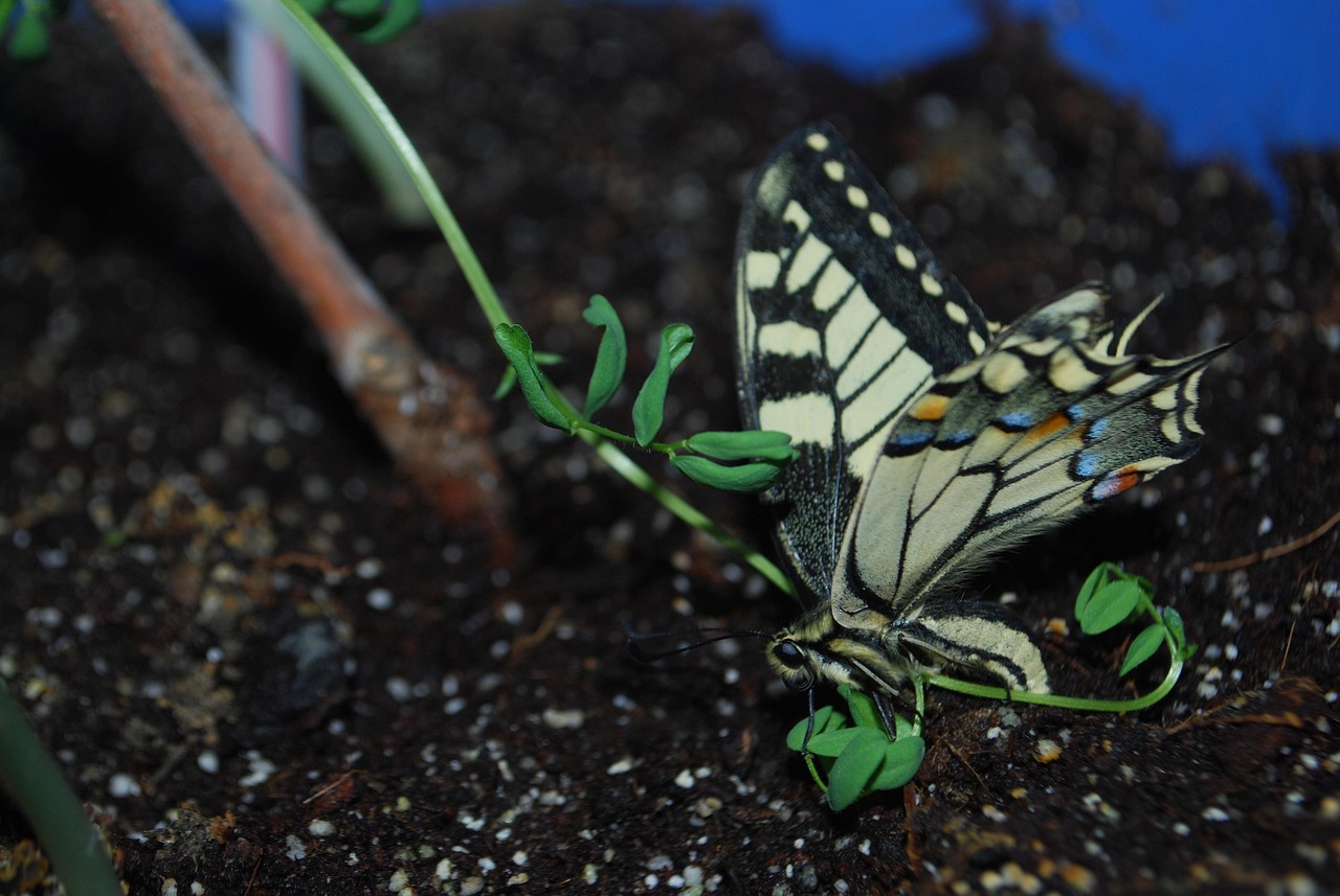80+ Free Black Swallowtail Butterfly & Butterfly Images - Pixabay