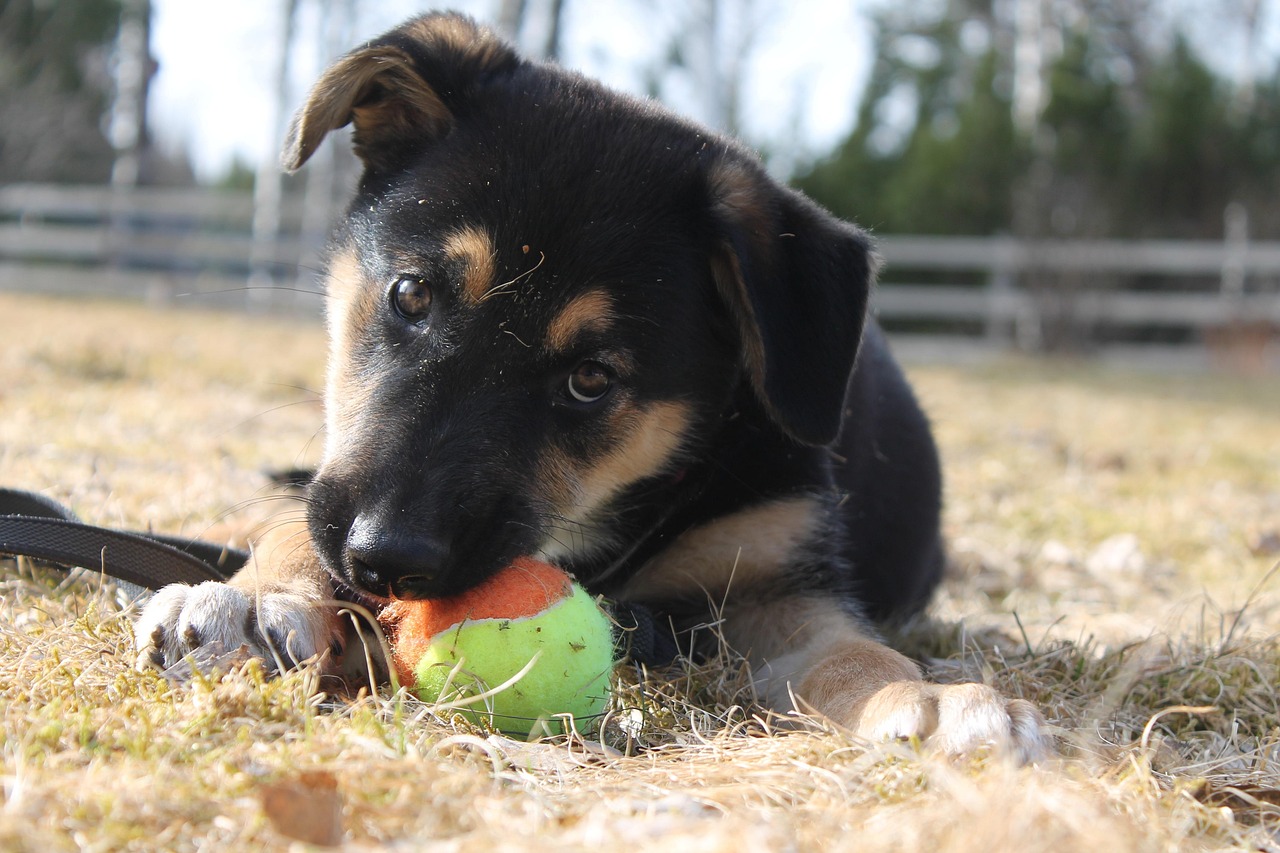 Chiot Chien Mignonne Animal De - Photo gratuite sur Pixabay - Pixabay