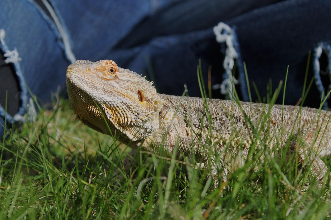 Dragon Barbu Lézard Reptile - Photo gratuite sur Pixabay - Pixabay