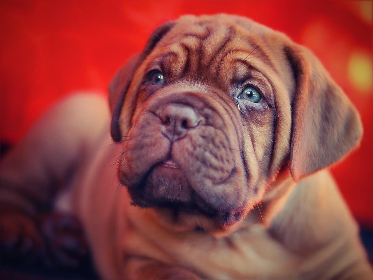 50,000+ Free Mastiff Dog & Dog Images - Pixabay