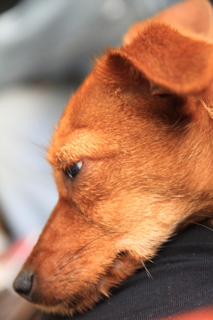 Chien Chiot - Photo gratuite sur Pixabay - Pixabay