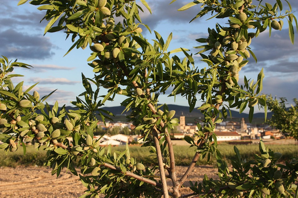 Almond Trees Almonds Tree - Free photo on Pixabay