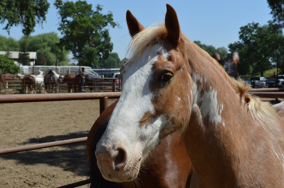 Talahi Estoque De Ruff Cavalo - Foto gratuita no Pixabay - Pixabay