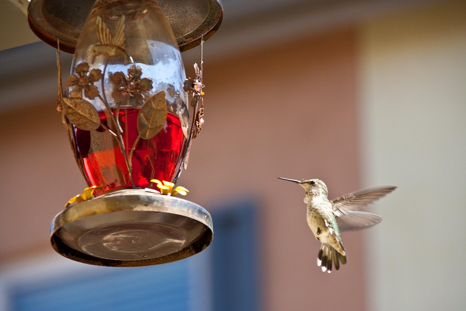 Alimentation Des Colibris Chula - Photo gratuite sur Pixabay - Pixabay