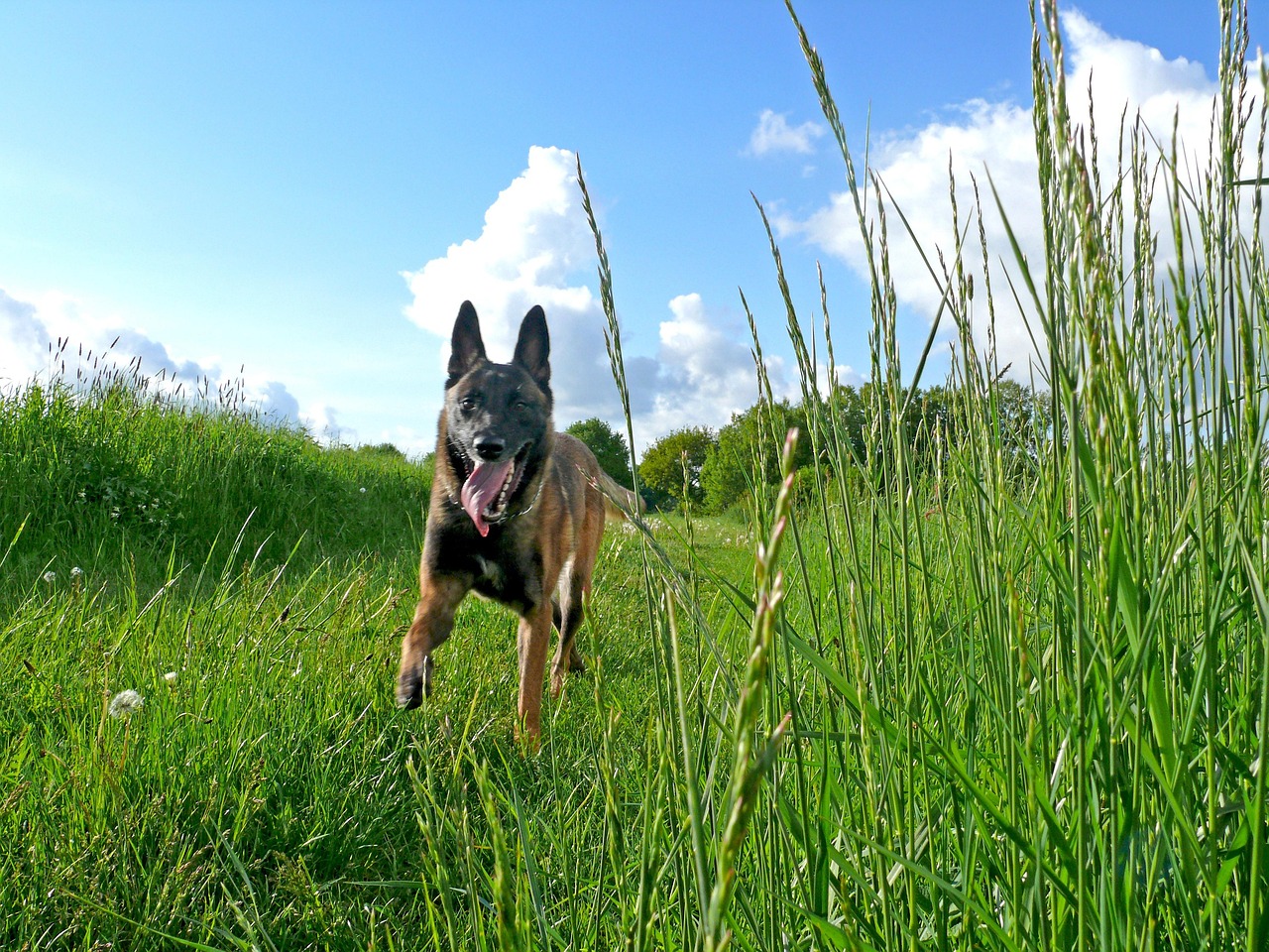 Perro Malinois Pastor Belga - Foto gratis en Pixabay