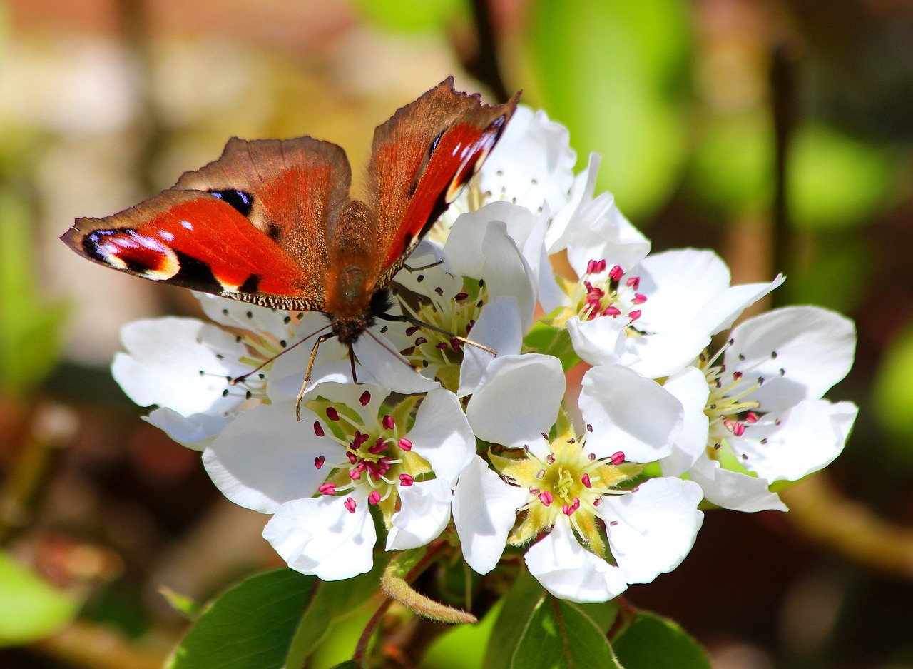 Fotos De Primavera Con Mariposas
