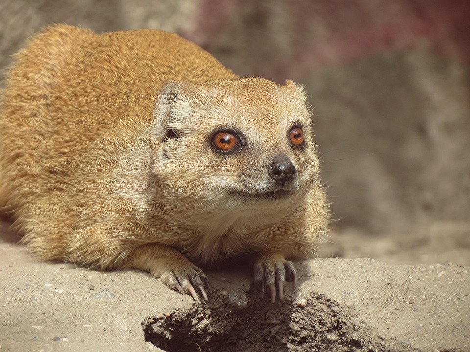 Meerkat Animal Mammal - Free photo on Pixabay - Pixabay