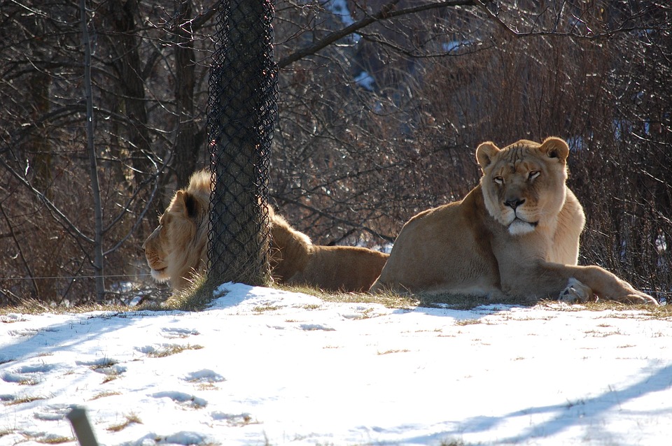 Leona León Animal - Foto gratis en Pixabay