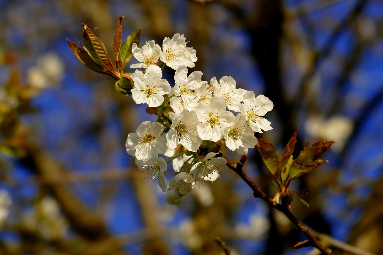Flores Cereza Ornamental Árbol - Foto gratis en Pixabay - Pixabay