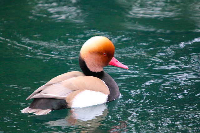 Duck River Water Animals - Free photo on Pixabay - Pixabay