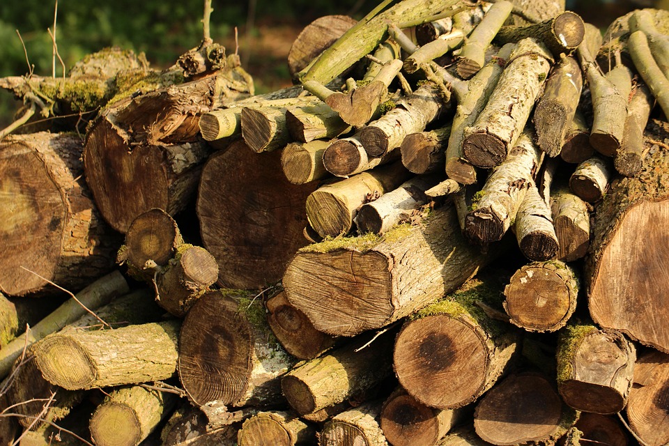 Log Tree Wood - Free photo on Pixabay - Pixabay