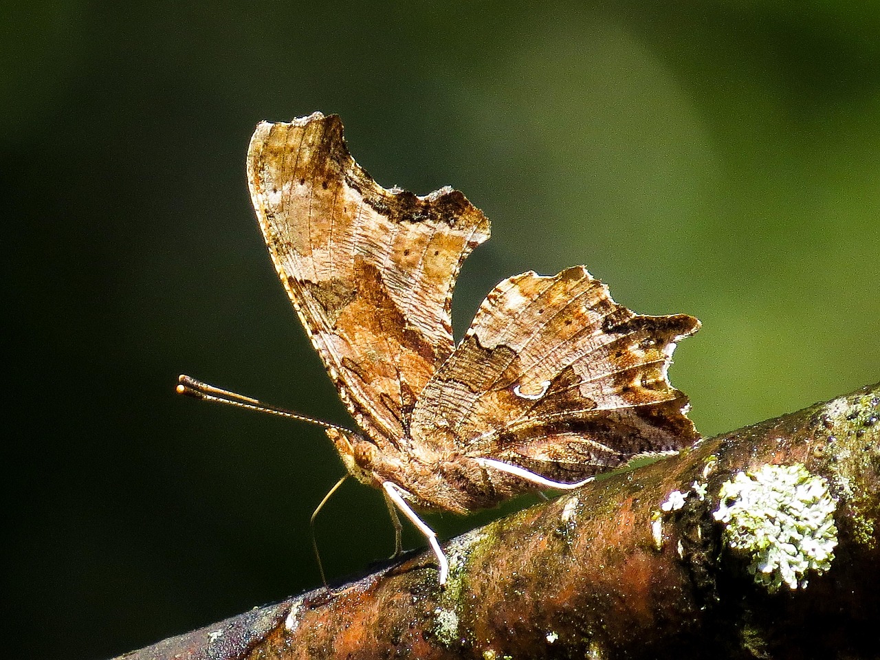 Insect Eastern Comma Polygonia - Free photo on Pixabay - Pixabay