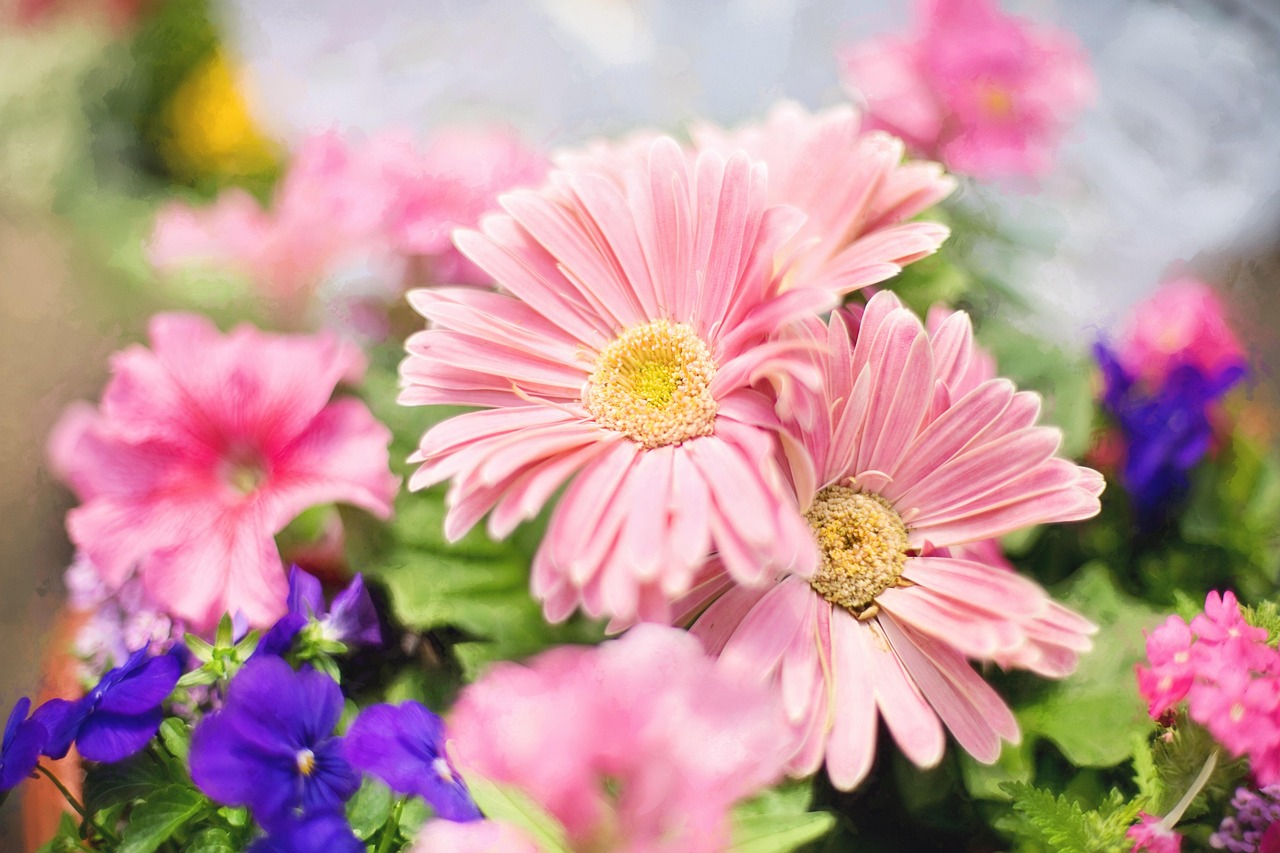 Flores Da Primavera Rosa Jardim - Foto gratuita no Pixabay - Pixabay