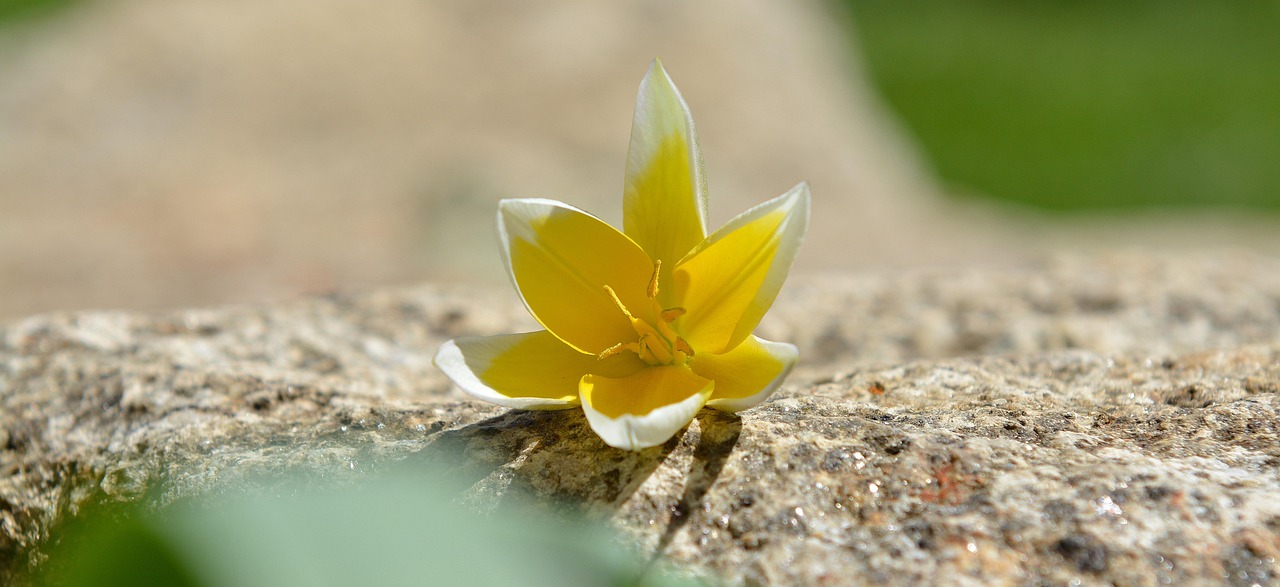 Flor De Primavera Tulipán - Foto gratis en Pixabay - Pixabay