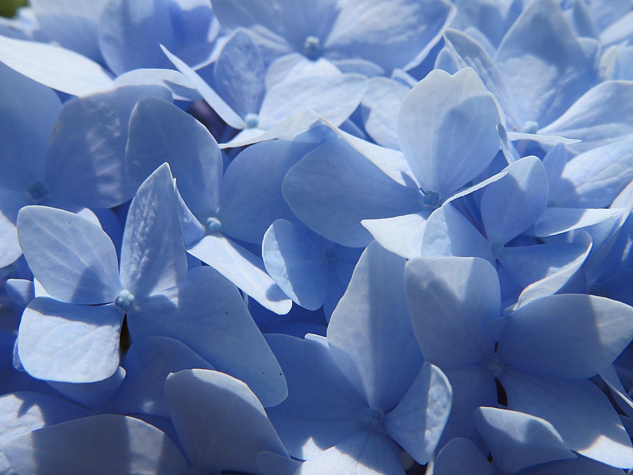 Plant Flower Blue - Free photo on Pixabay - Pixabay