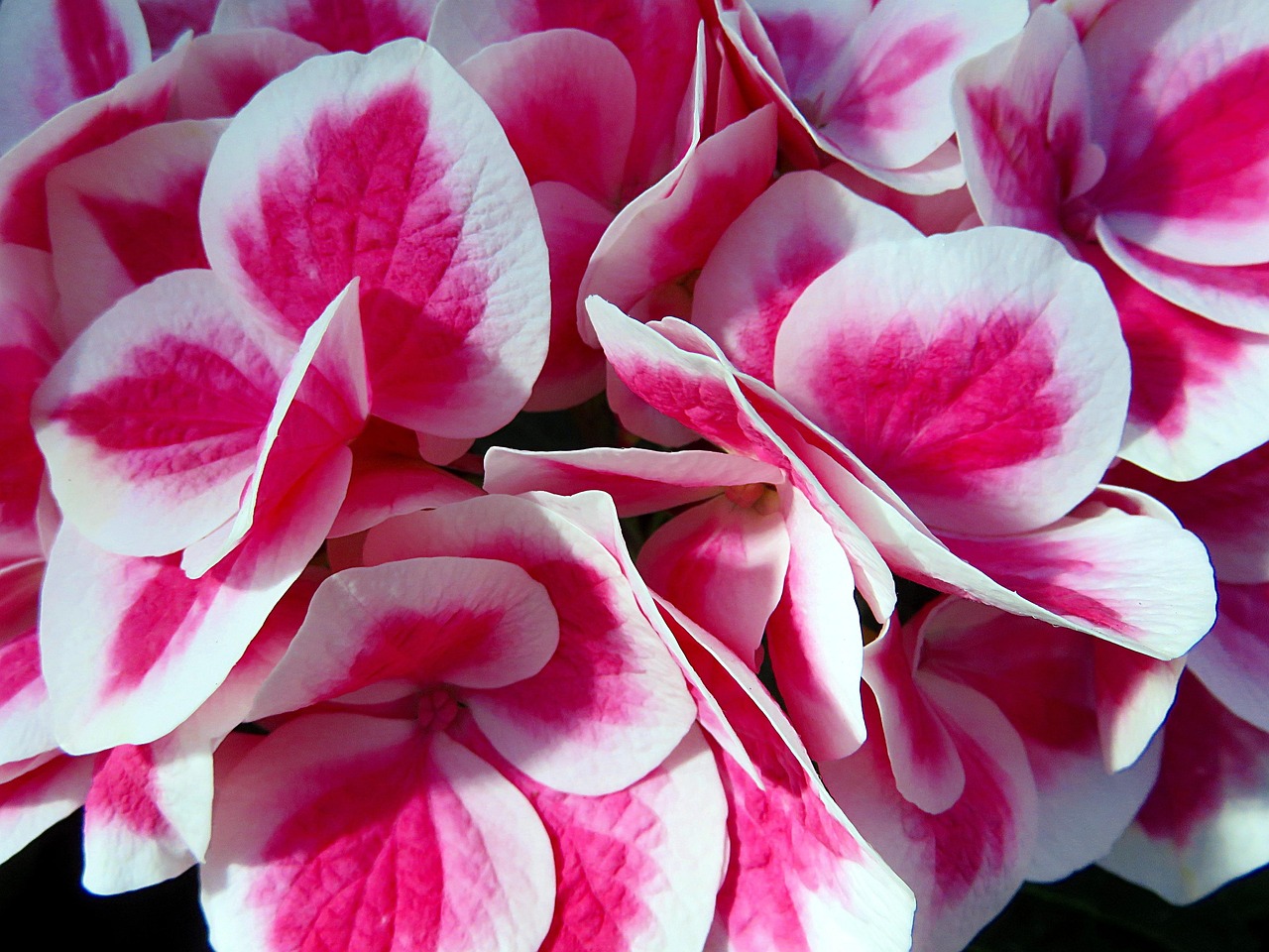Tanaman Bunga Hydrangea - Foto gratis di Pixabay - Pixabay