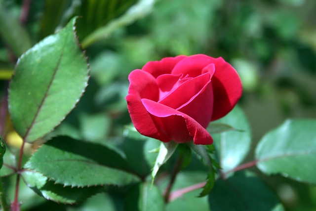 Rose Bourgeon Rouge - Photo gratuite sur Pixabay - Pixabay