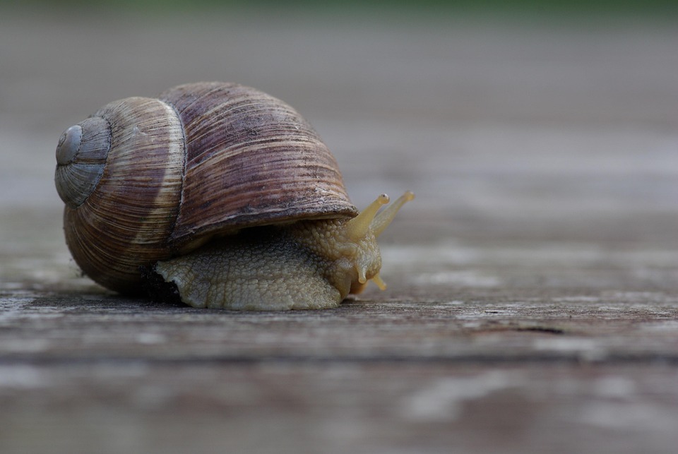 Escargot Animal Nature - Photo gratuite sur Pixabay - Pixabay