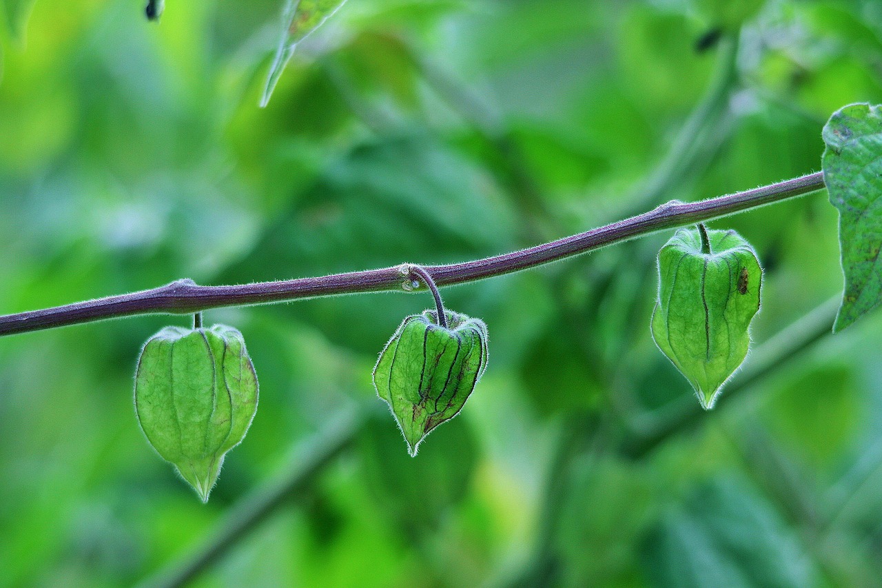 Cape Gooseberry Fruit - Free photo on Pixabay - Pixabay