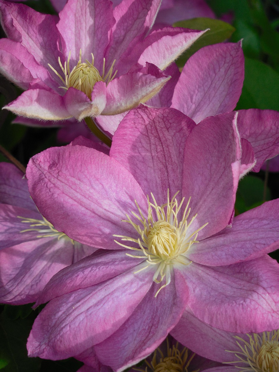 Flor Clematis Planta - Foto gratuita no Pixabay - Pixabay