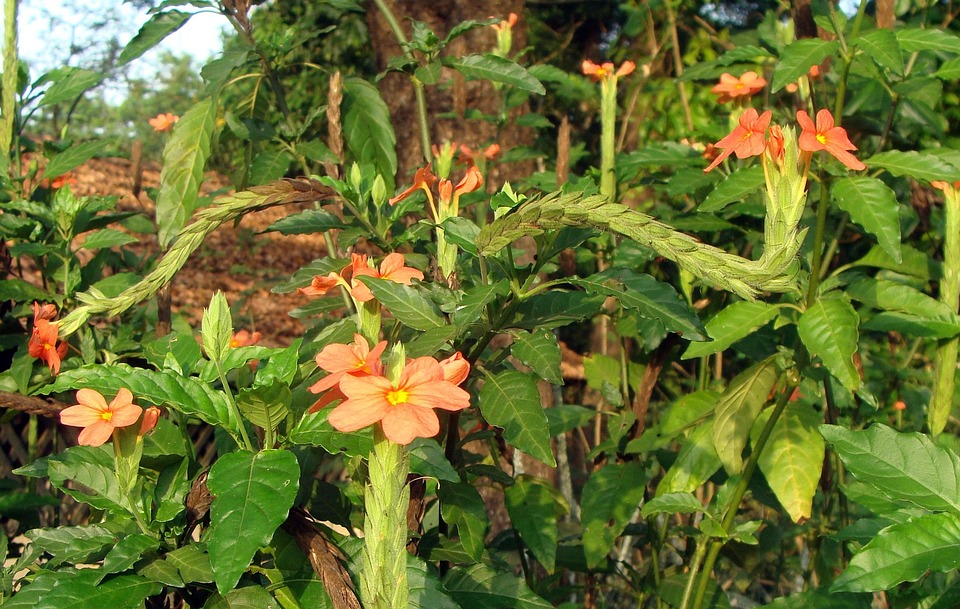 Flower Red Flora Crossandra - Free photo on Pixabay - Pixabay
