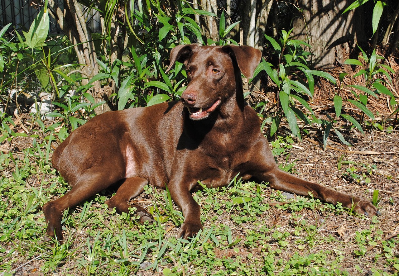 Cachorro Canino Pele Marrom Bicho - Foto gratuita no Pixabay - Pixabay