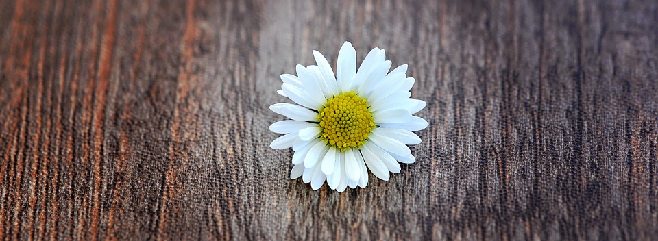 Bunga Aster Runcing - Foto gratis di Pixabay - Pixabay