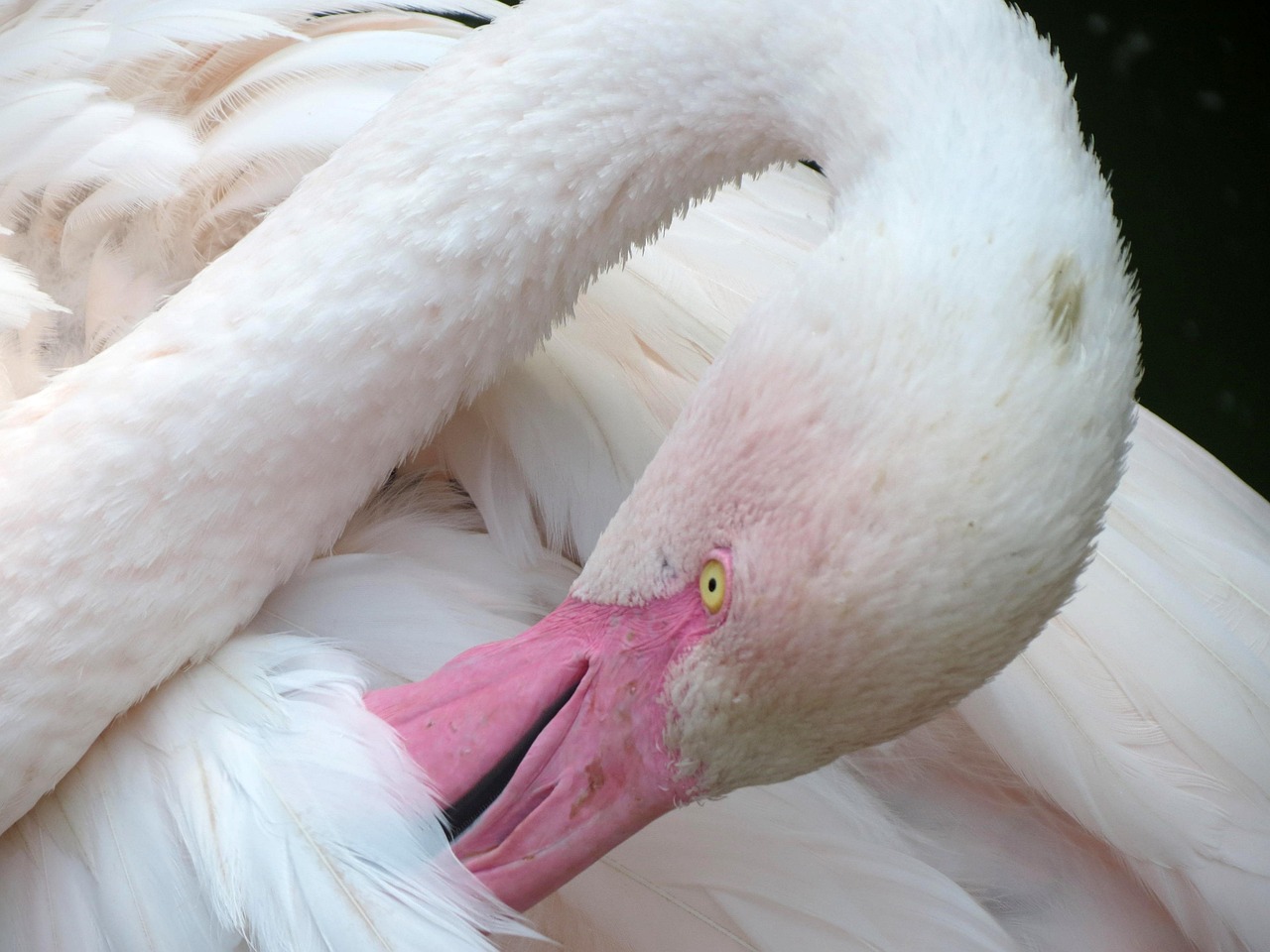 Bird Flamingo Nature - Free photo on Pixabay - Pixabay