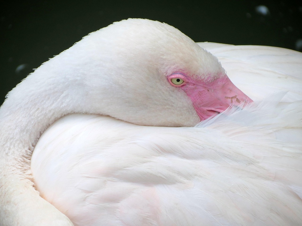Flamingo Bird Nature - Free photo on Pixabay - Pixabay