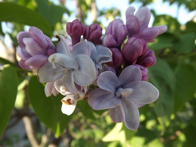 Lilith Flor - Foto gratuita no Pixabay - Pixabay