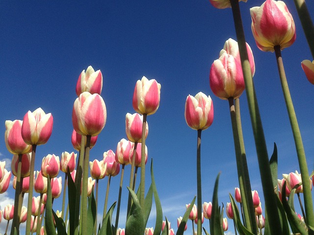 20,000+ Free Tulips Roses & Nature Images - Pixabay