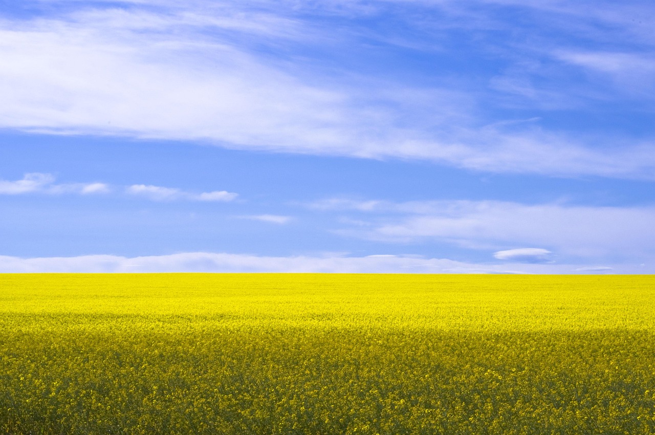 100+ Free Canola & Nature Images - Pixabay