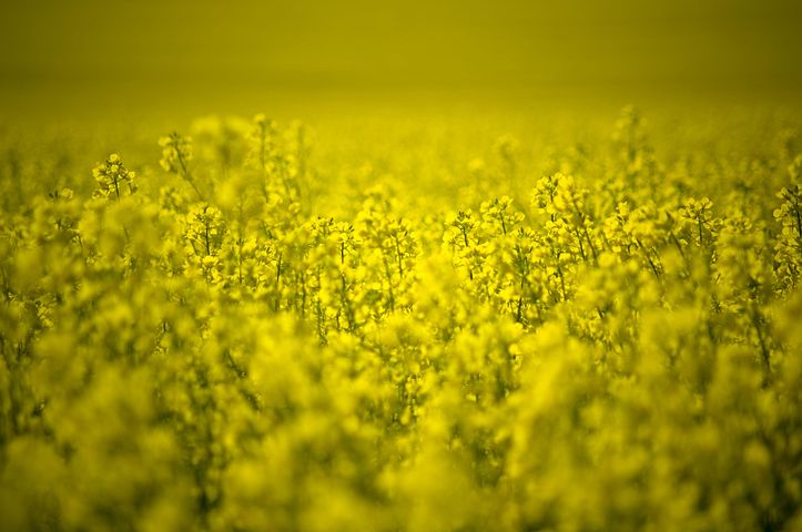 90+ Free Flowering Canola & Canola Images - Pixabay