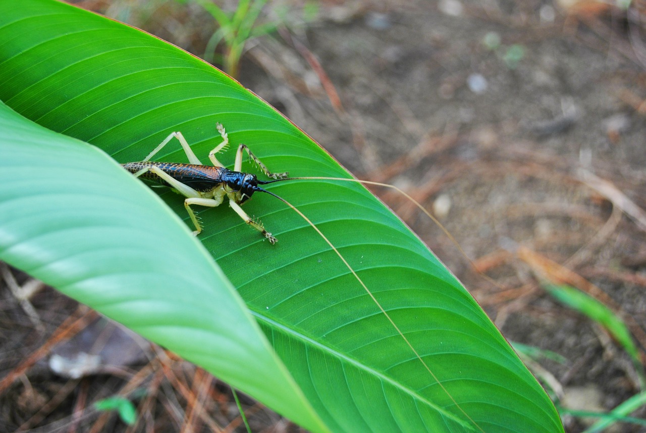 Insect Grasshopper Wild - Free photo on Pixabay - Pixabay