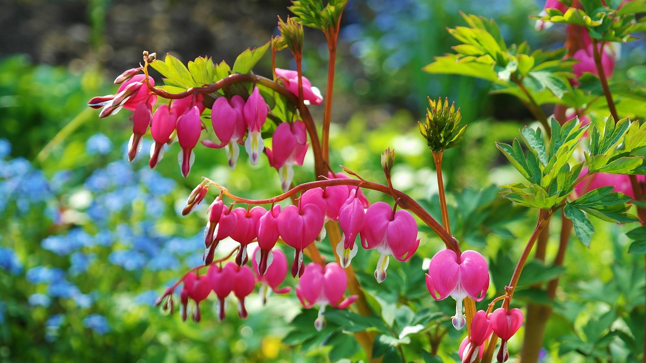 200 000+ kostnadsfria bilder med Vackra Vårblommor och Vårblommor - Pixabay