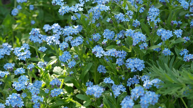 Forget Me Not Flower Meadow - Free photo on Pixabay - Pixabay